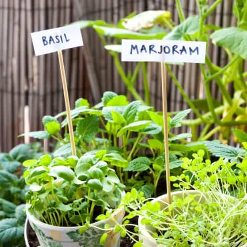 Best Substitute For Basil (16 Fresh & Dried Alternatives) - Dances with ...