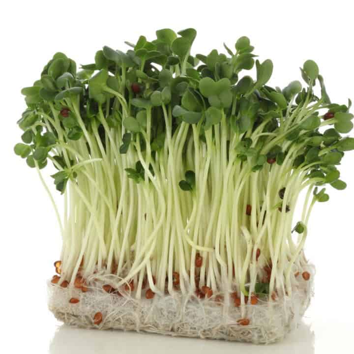 Best Arugula Substitute (Top 19 Alternatives) - Dances with Knives