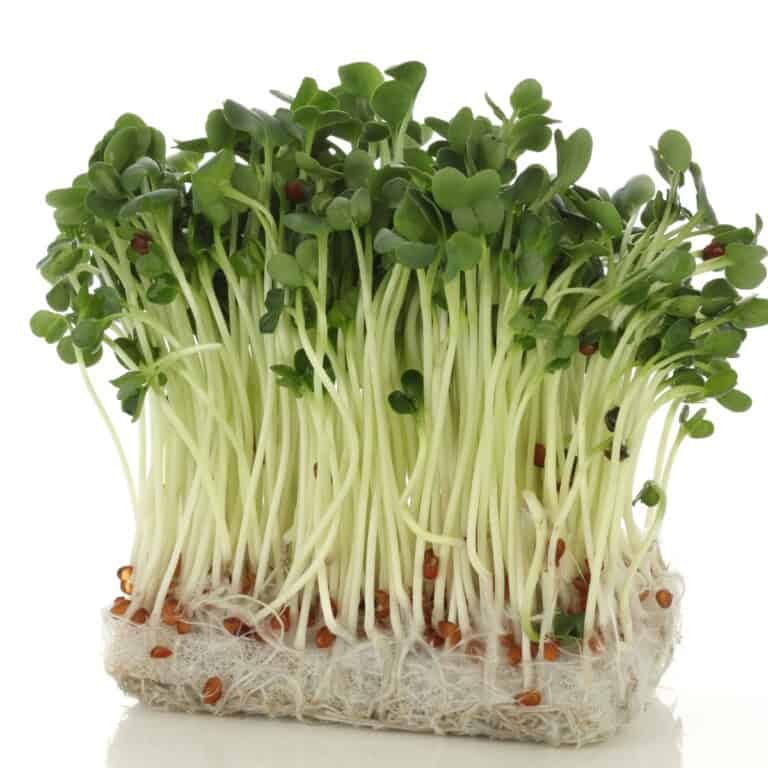 Best Arugula Substitute (Top 19 Alternatives) - Dances with Knives