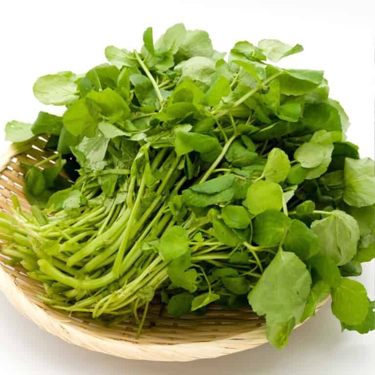 Best Arugula Substitute (Top 19 Alternatives) - Dances with Knives
